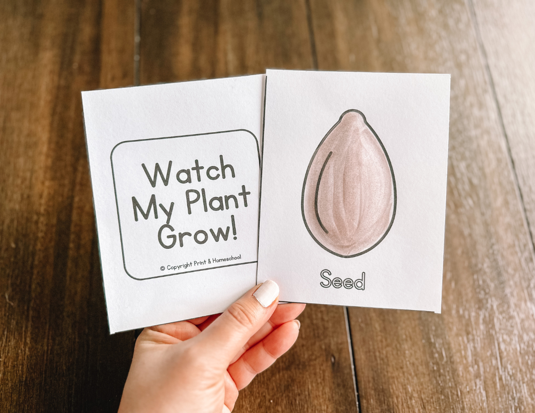 Seed Day (May School Day #6) - The Seasonal Homeschool